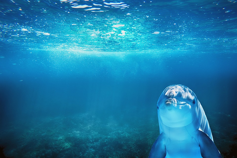 Dolphin - Dream Meaning and Interpretation - Spirit Animals