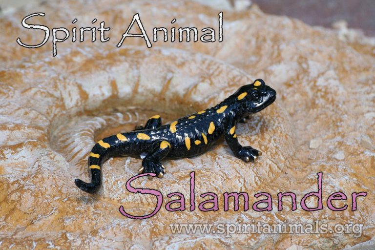 Salamander - Meaning and Symbolism of Spirit Animal - Spirit Animals