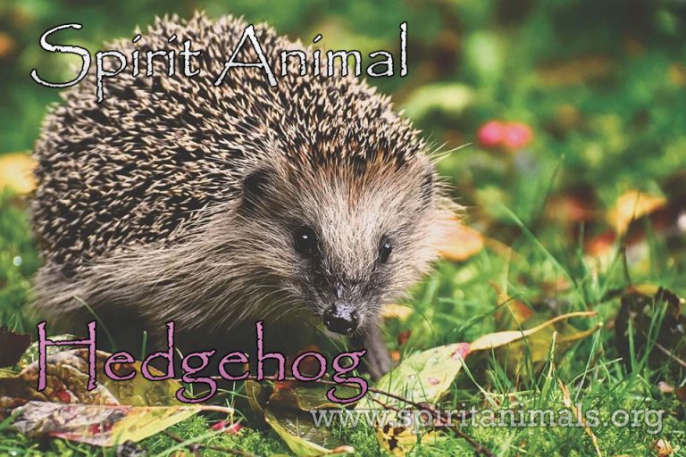 Hedgehog Spirit Animal – Meaning and Interpretations - Spirit Animals