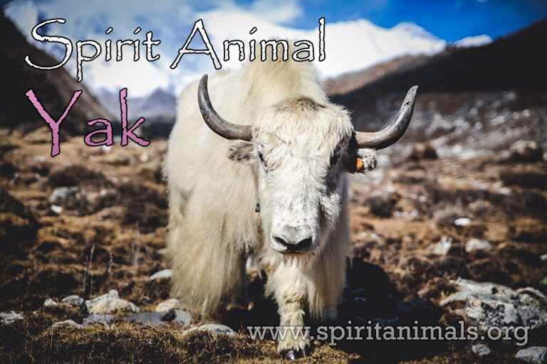 Antelope - Spirit Animal Meaning and Symbolism - Spirit Animals