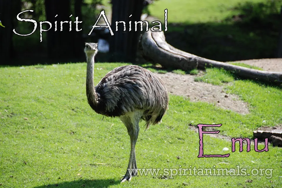 Emu Spirit Animal - Meaning and Symbolism - Spirit Animals