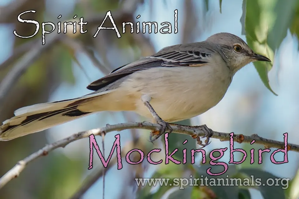 Mockingbird Spirit Animal – Meaning and Interpretations - Spirit Animals
