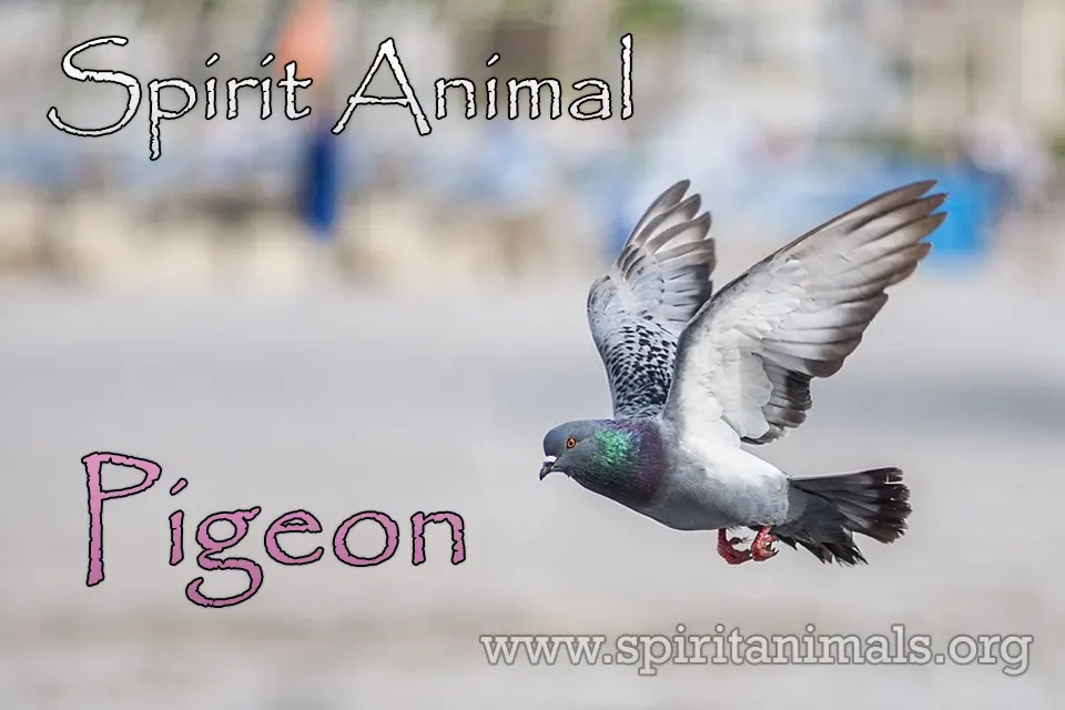 Pigeon Spirit Animal – Meaning and Interpretations - Spirit Animals