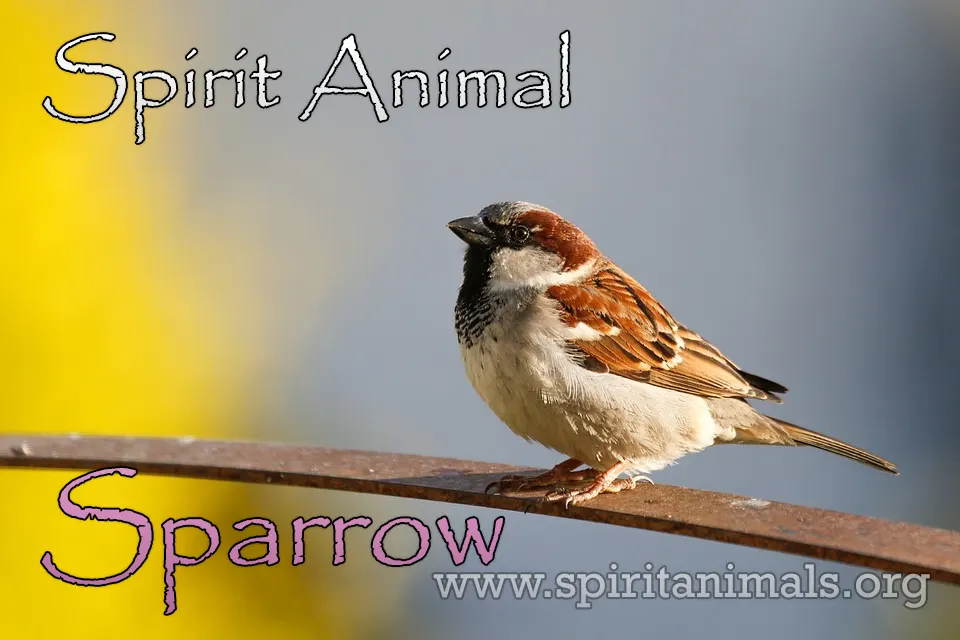 Sparrow Spirit Animal - Spirit Animals
