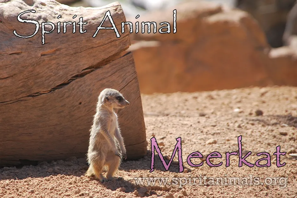 Meerkat Spirit Animal – Meaning and Interpretations - Spirit Animals